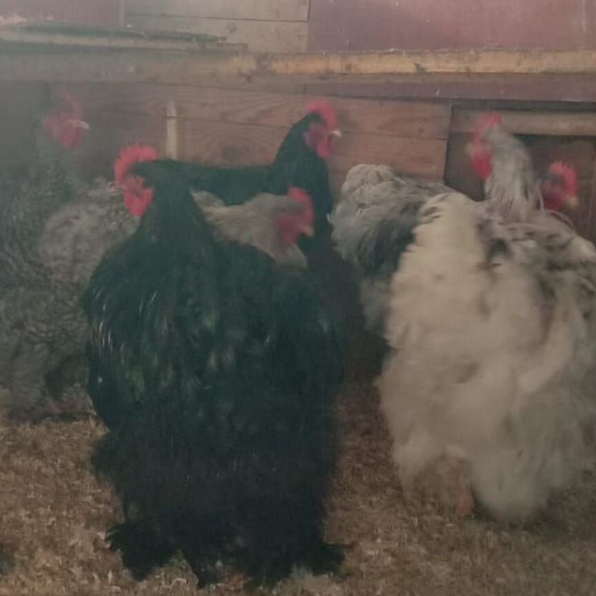 Петухи кохинхин