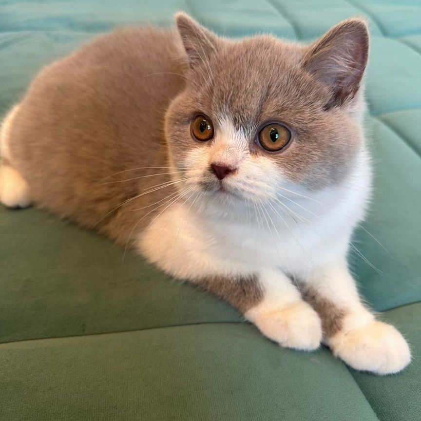 Британские котята