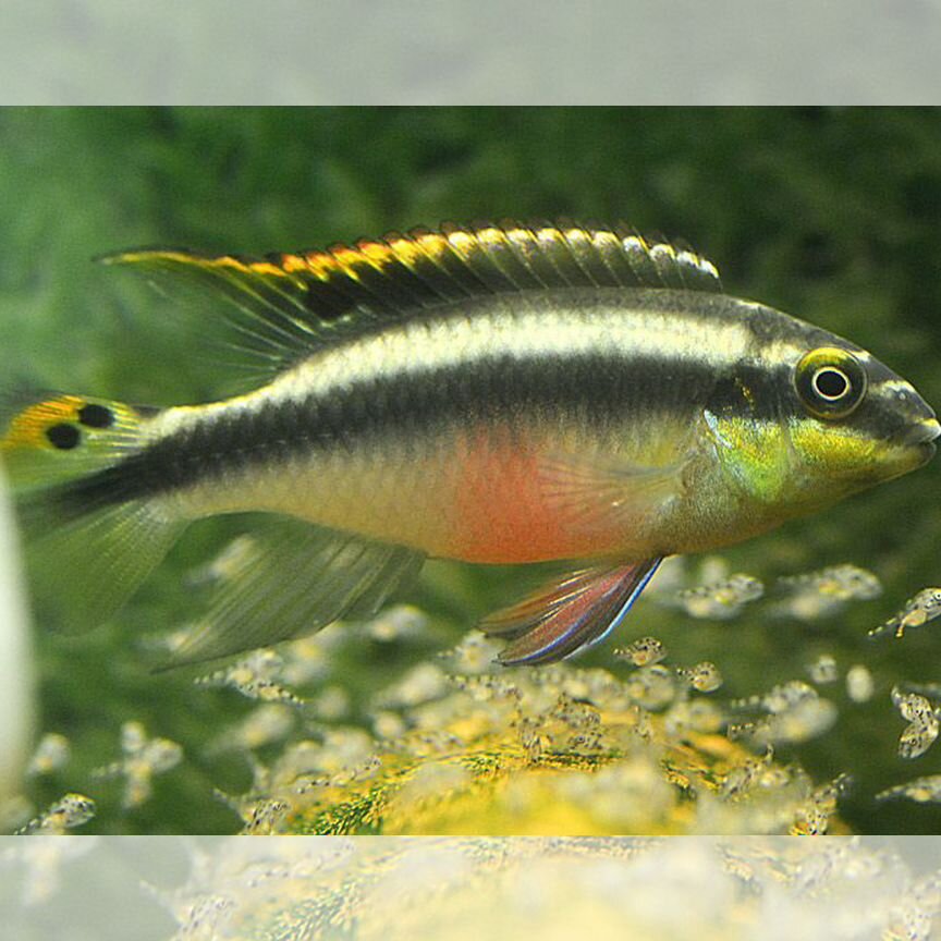 Пельвикахромис пульхера