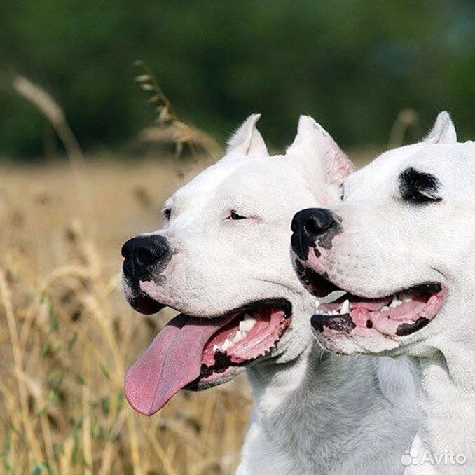 Аргентинский дог щенки