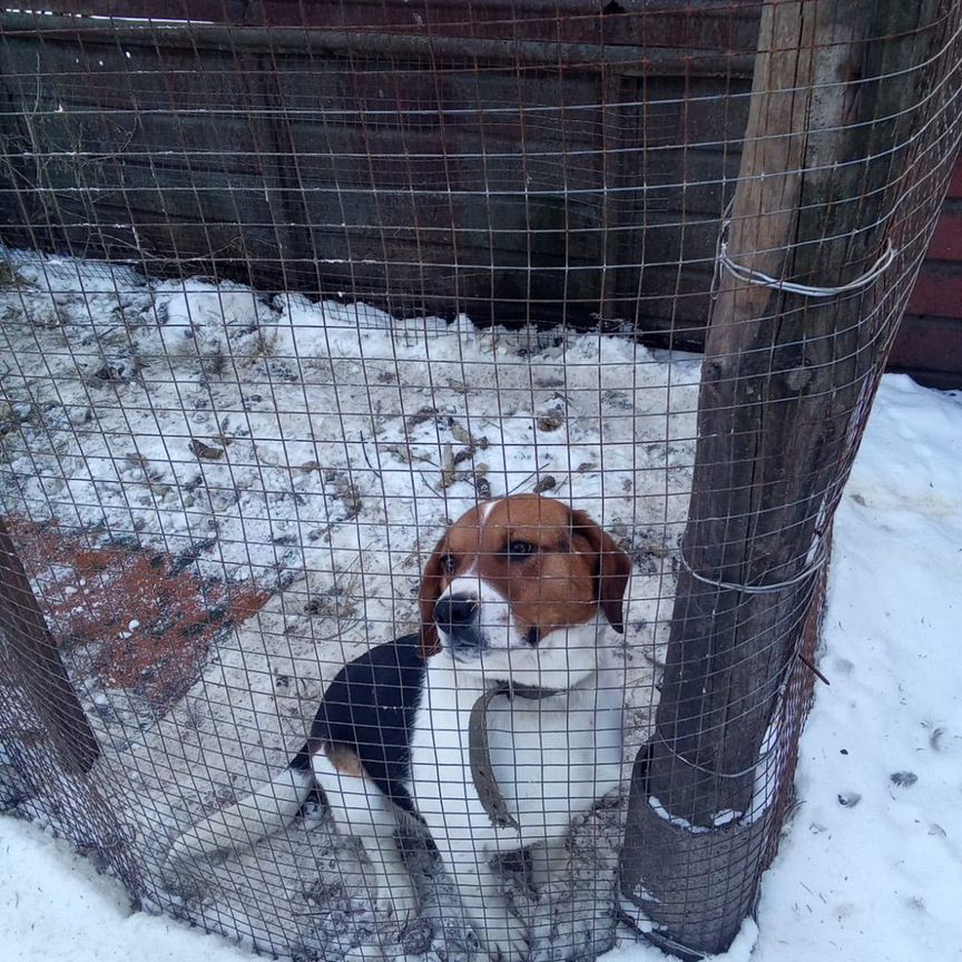 Эстонская гончая