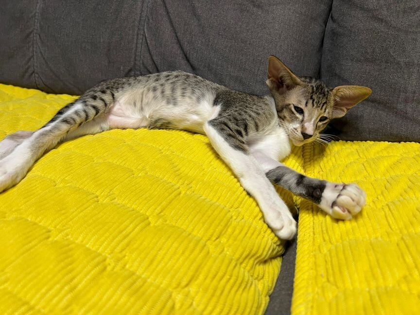 Ориентальный котик