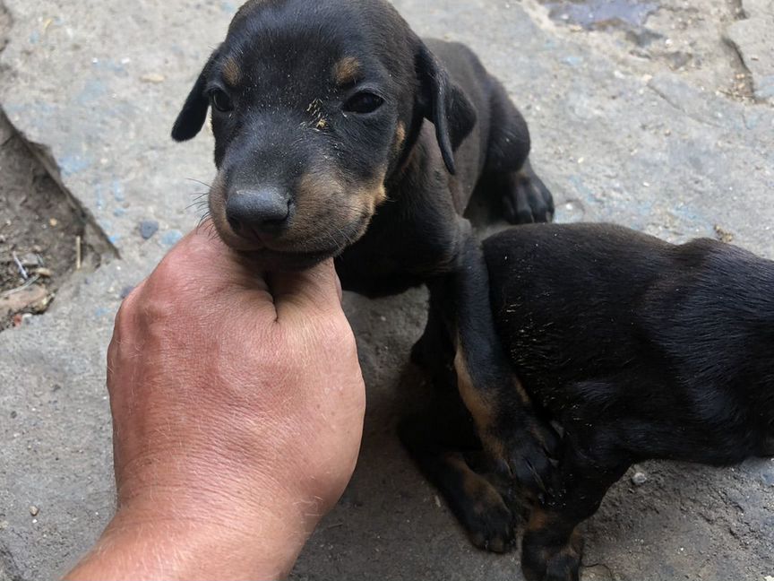 Щенки добермана