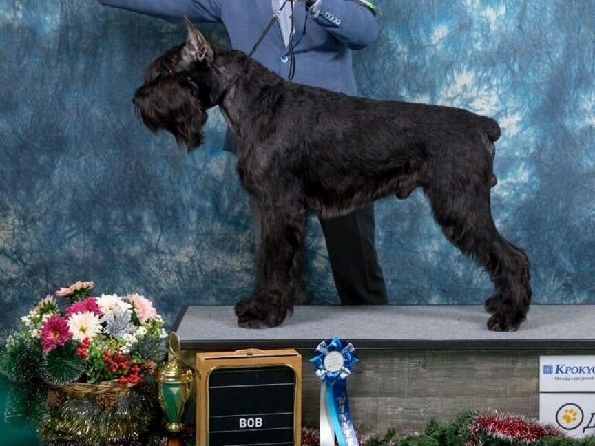 Ризеншнауцер вязка