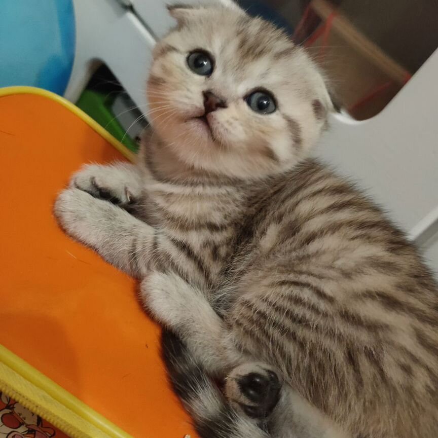 Шотландский котенок девочка др26 января