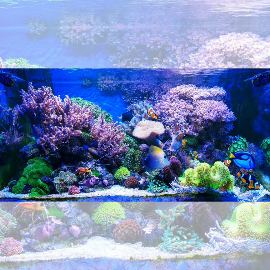 Морской аквариум 360 литров 100 x 60 x 60 см