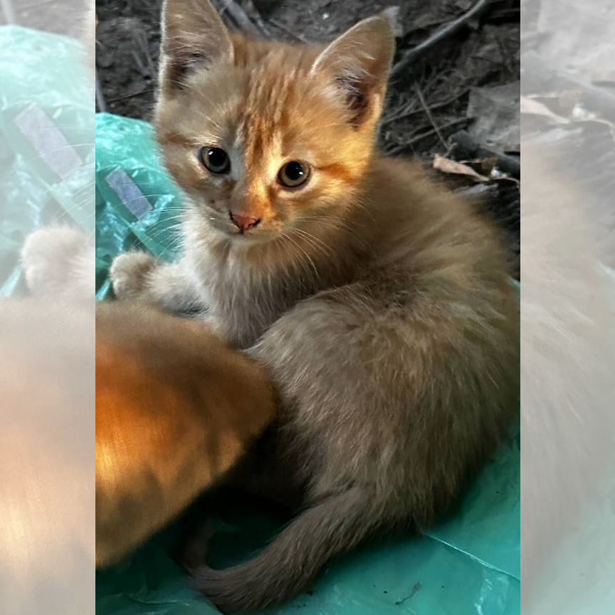 Котята в любящие заботливые семьи