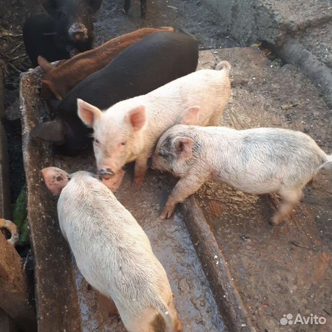Продам обменяю поросят