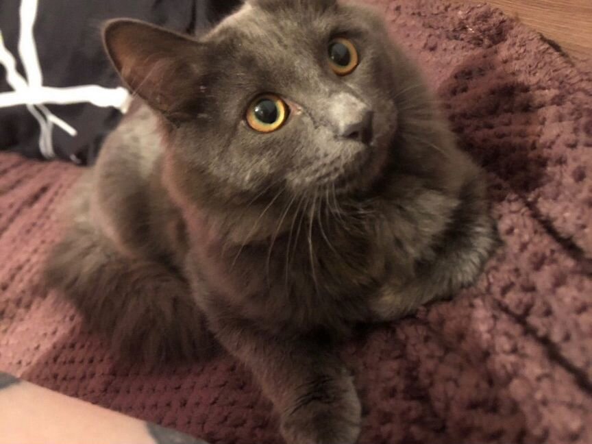 Кот в добрые руки