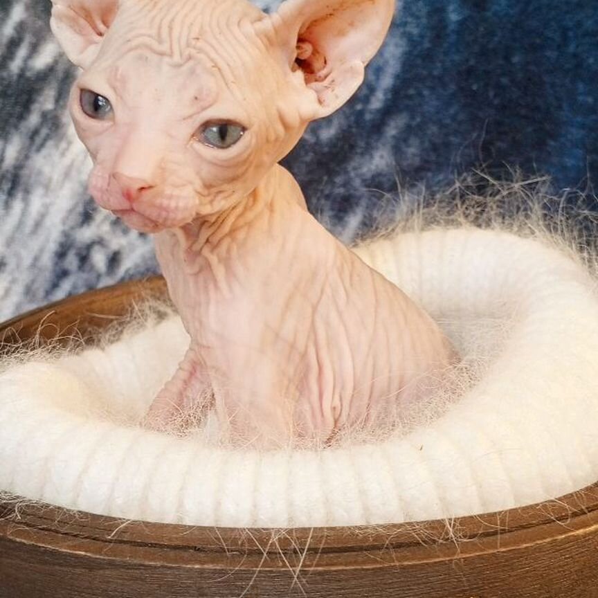 Сфинкс котёнок