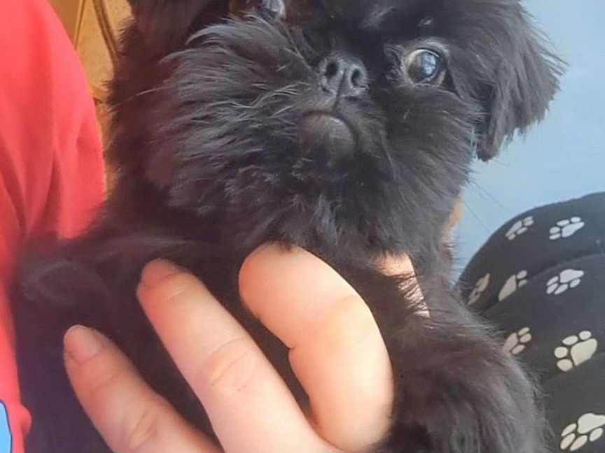 Бельгийский грифон