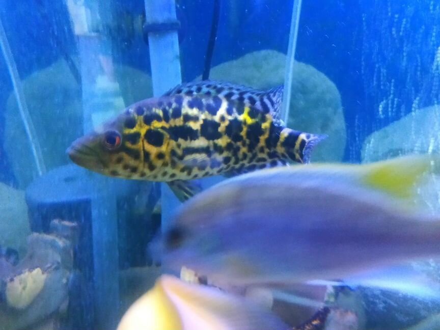 Цихлозома Манагуанская