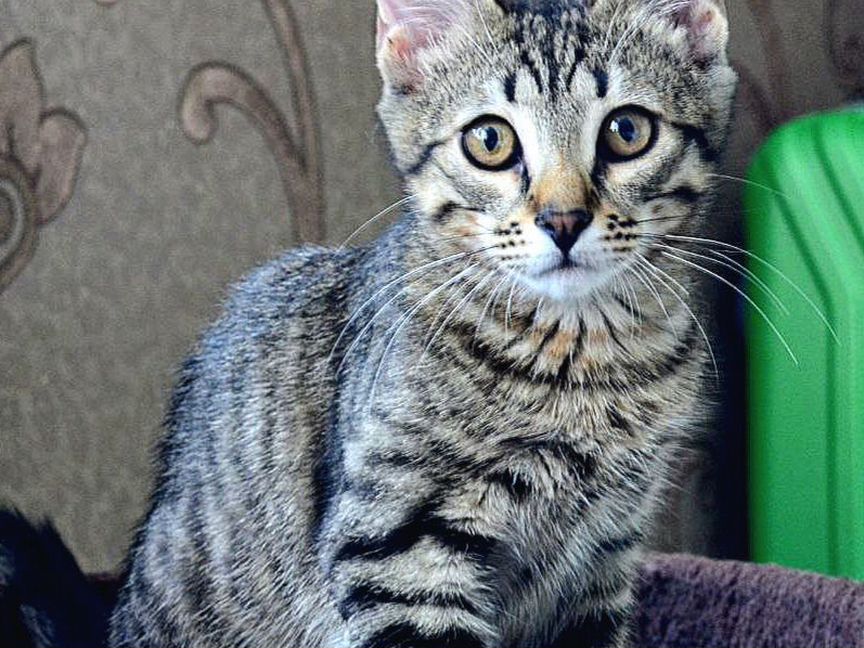 Котёнок полосатик в добрые руки
