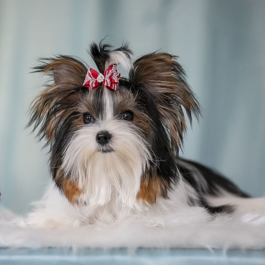 Бивер-йоркширский терьер, щенок