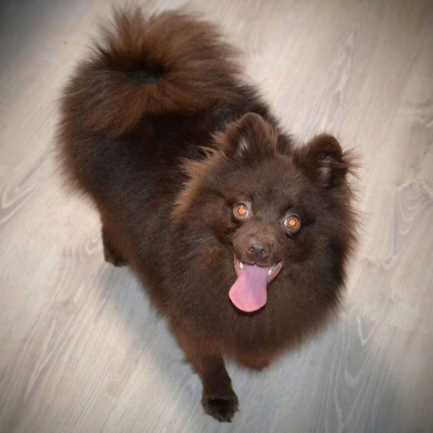 Немецкий шпиц, взрослая собака