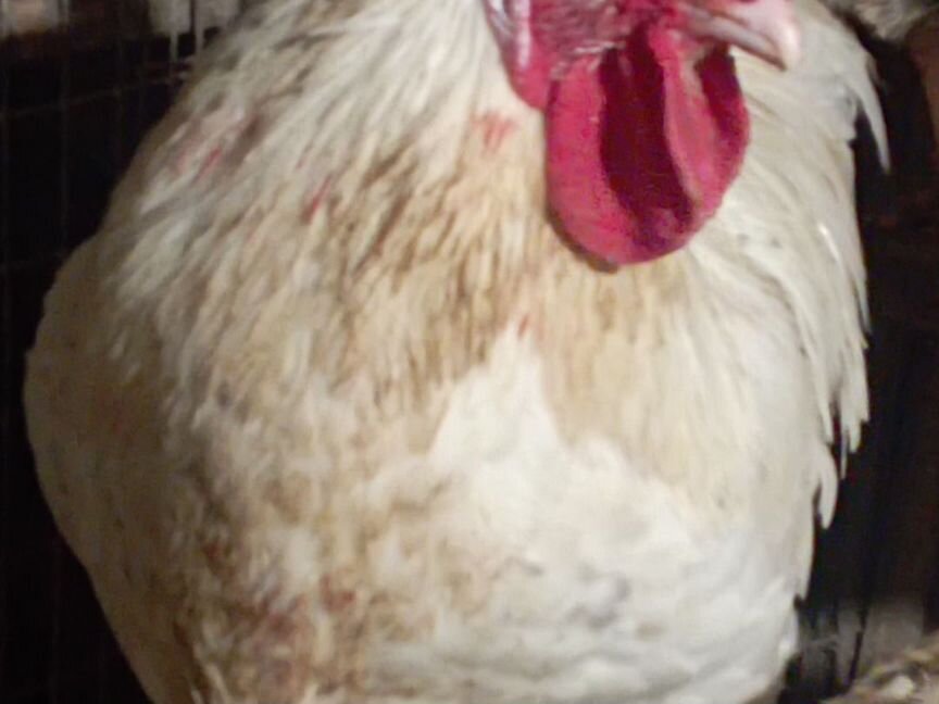 Молодые петухи пушкинской и московский чёрный