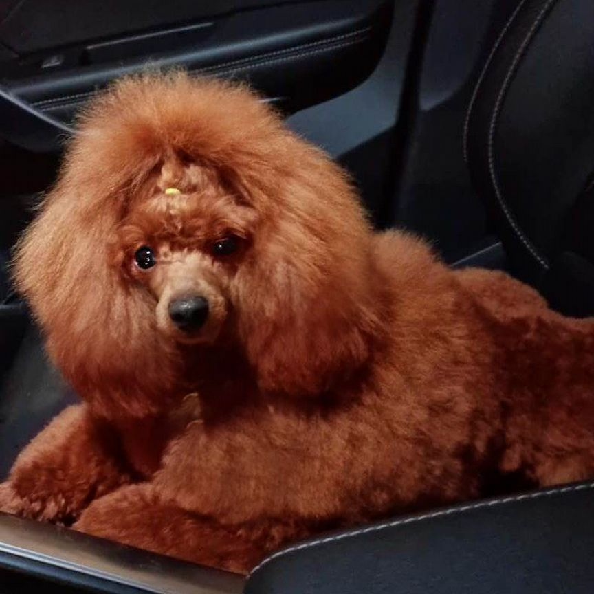 Той-пудель, щенок