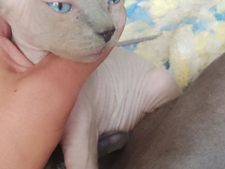 Канадский сфинкс котенок