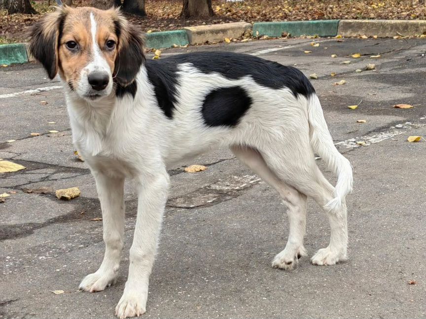 Щенок в добрые руки