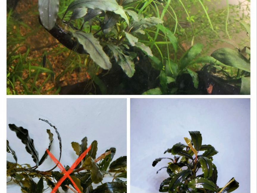 Аквариумные растения