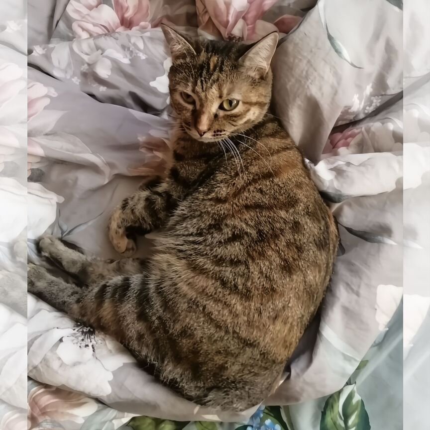 Взрослая кошка в добрые руки