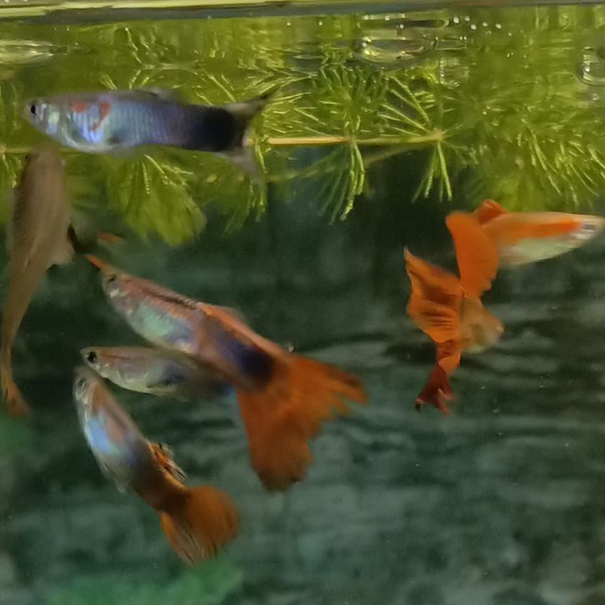 Аквариумные рыбки