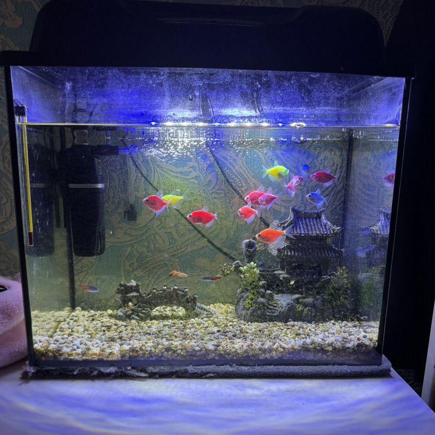 Аквариум с рыбками