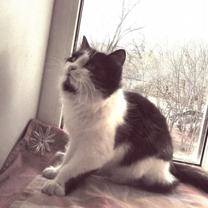 Кошка пушишка