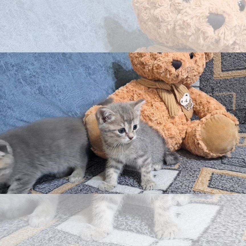 Шотландский прямоухий короткошёрстный котёнок