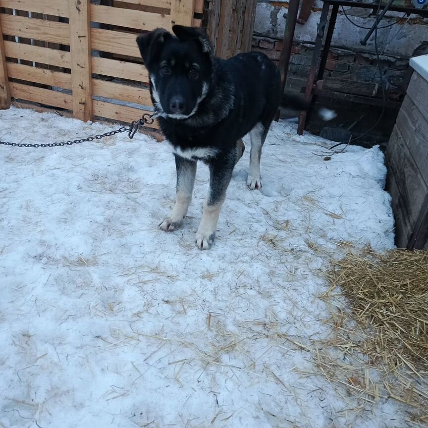 Щенок в добрые руки бесплатно