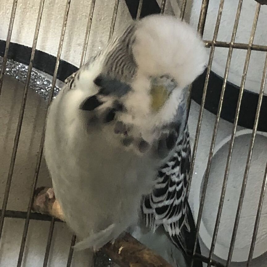 Попугай ввп чех самка