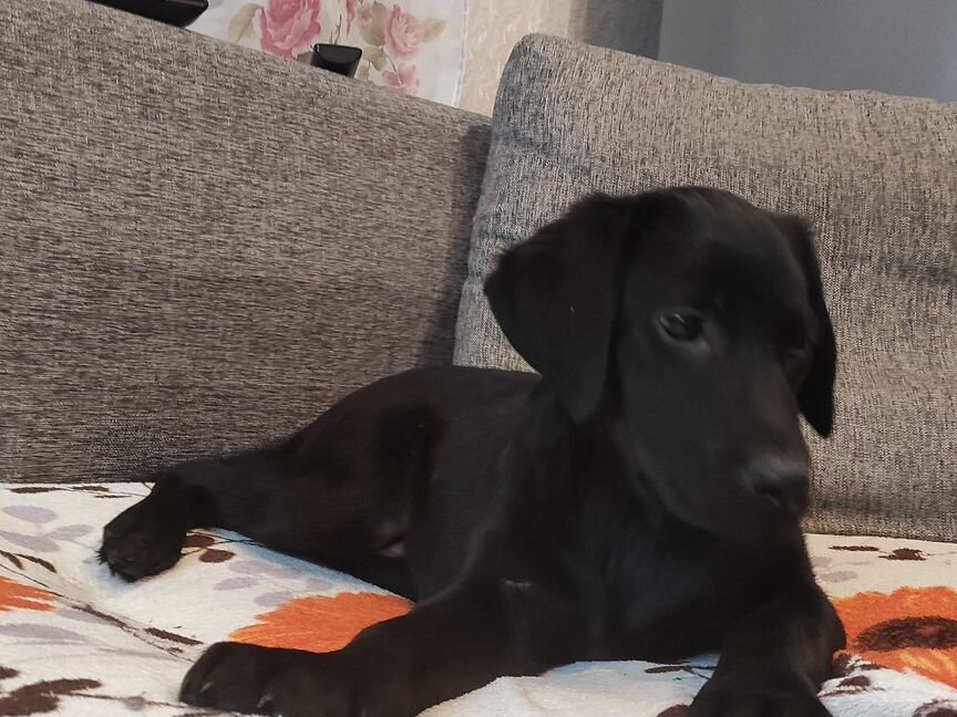 Щенки лабрадора