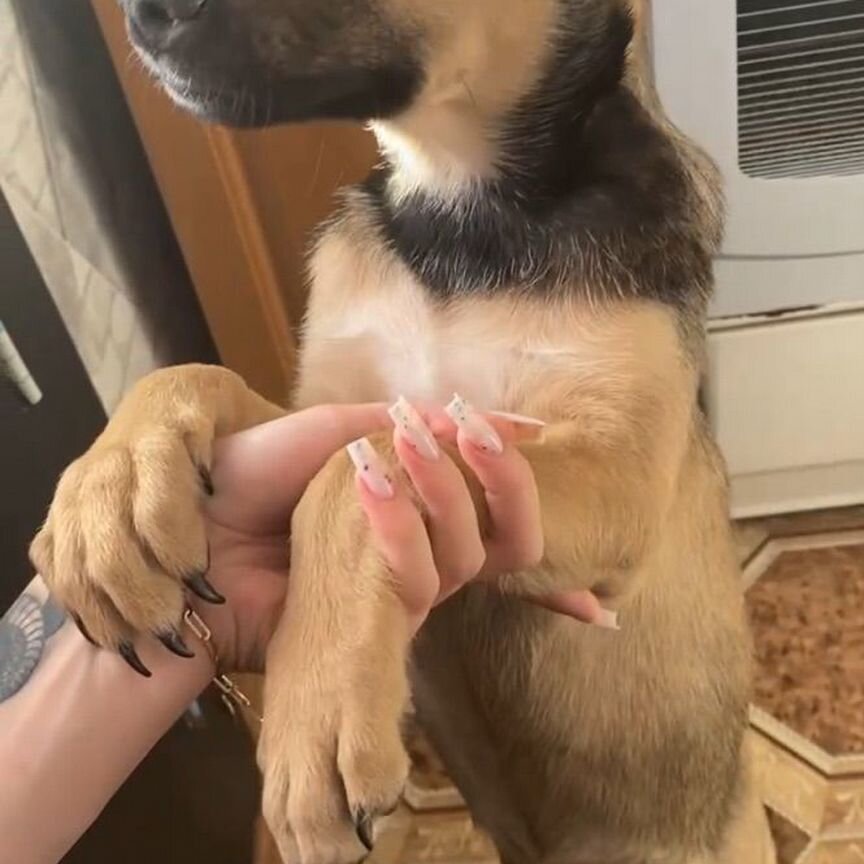 Щенок в добрые руки