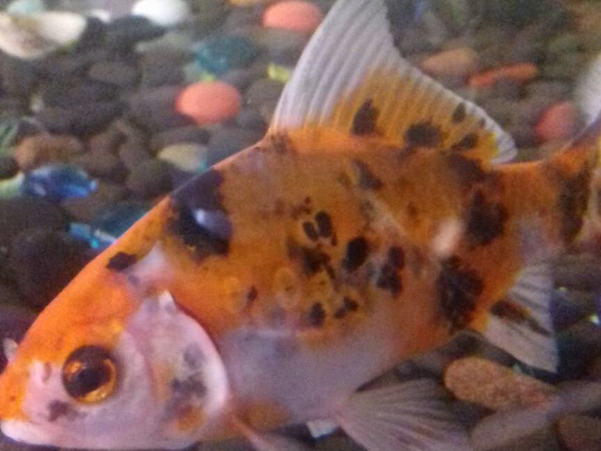 Золотая рыбка Шубункин