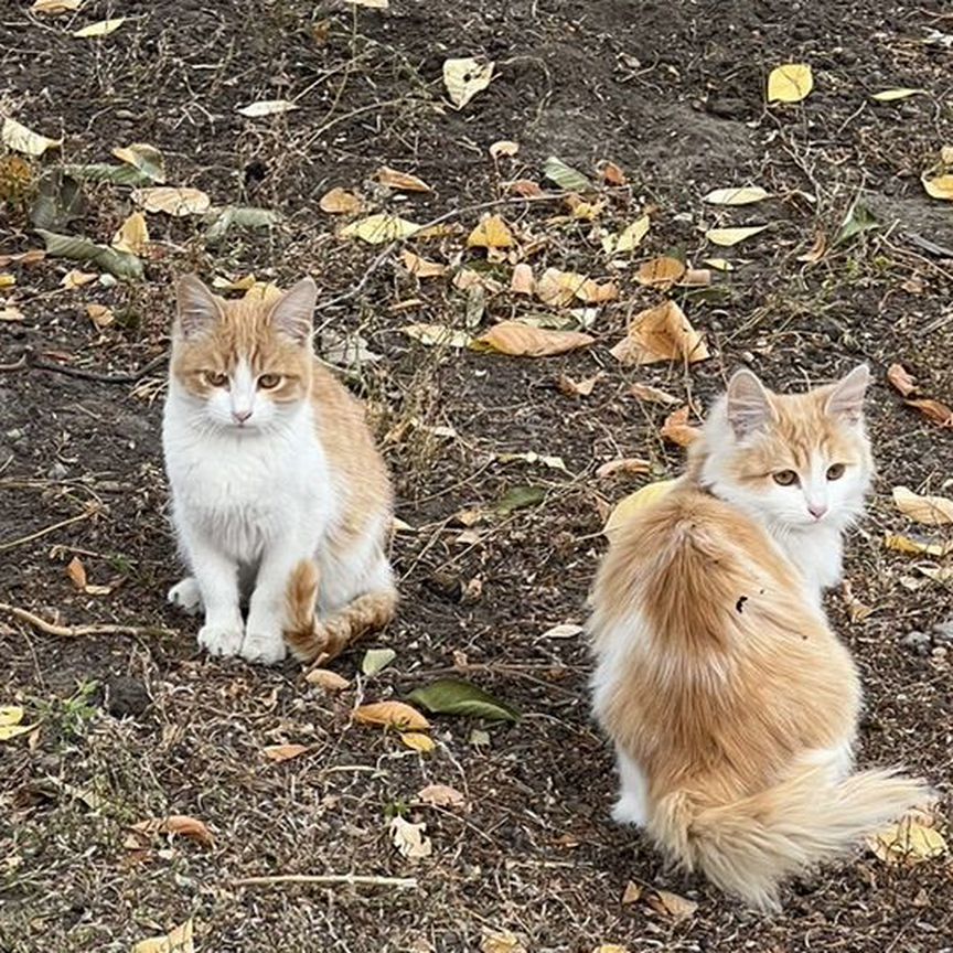 Котята и кошка мышеловы