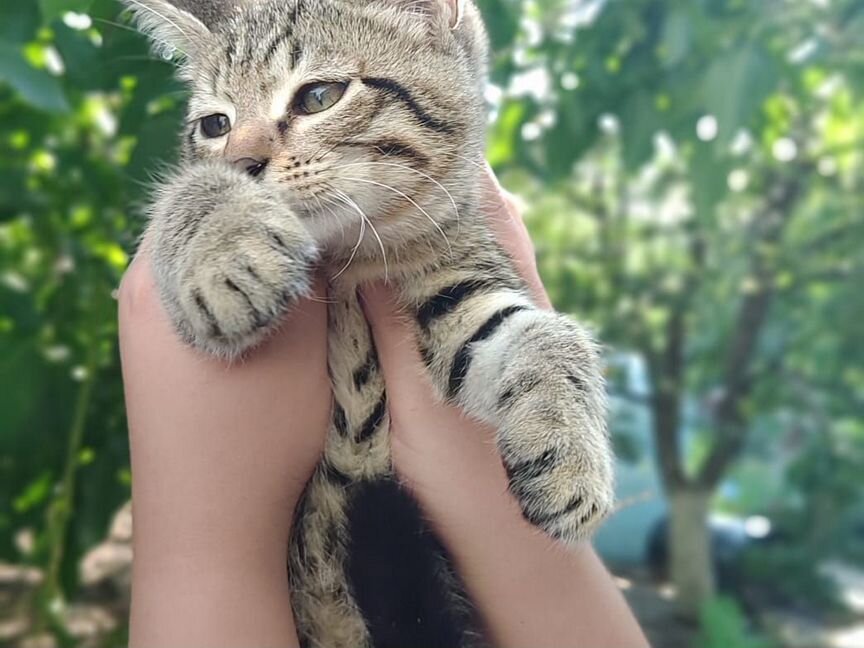 Котёнок мальчик,смесь с бенгалом