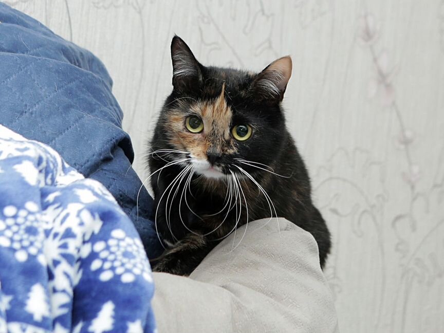 Трехцветная кошечка Машенька