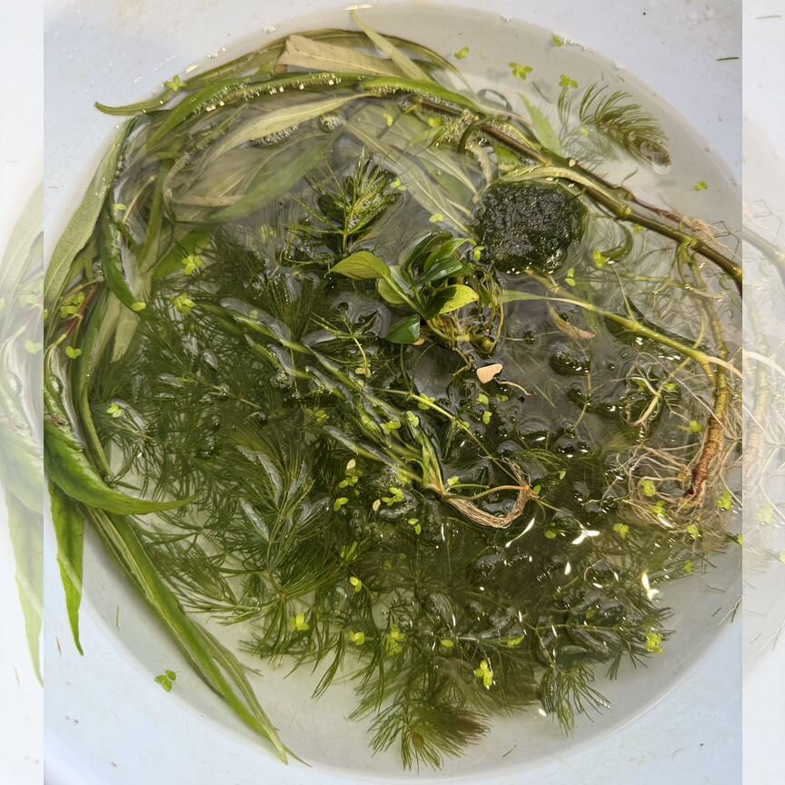 Аквариумное растение