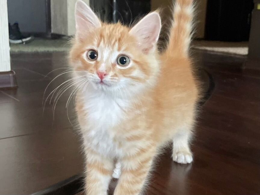 Солнечный Рыжик ищет дом