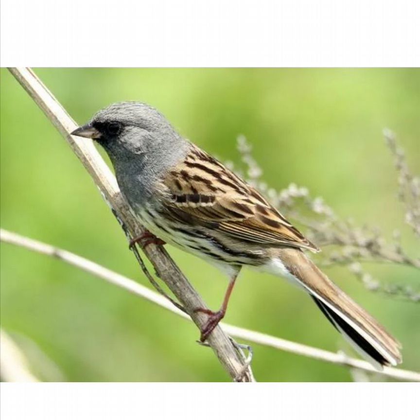 Таежная птица