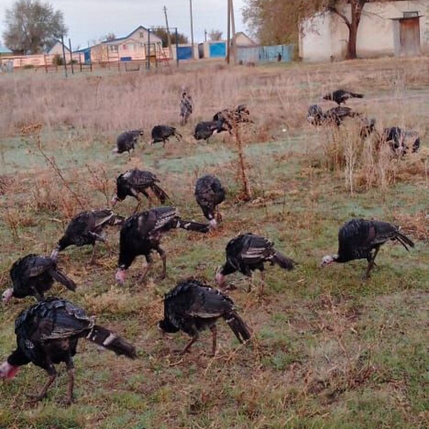 Индюки домашние