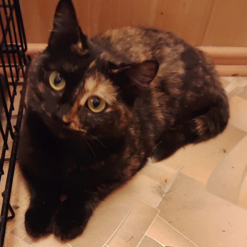 Взрослая, кошка в добрые руки