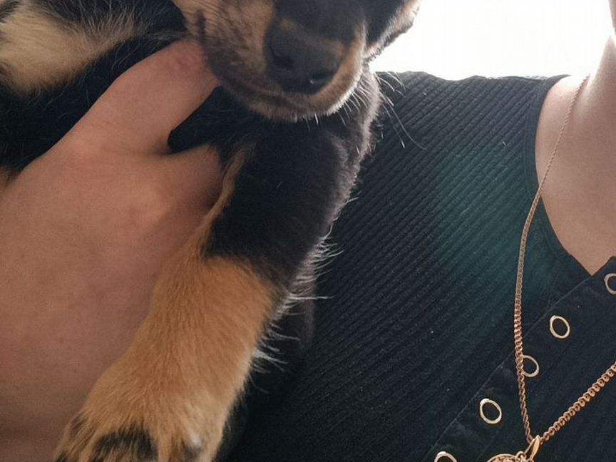 Щенки тойтерьера