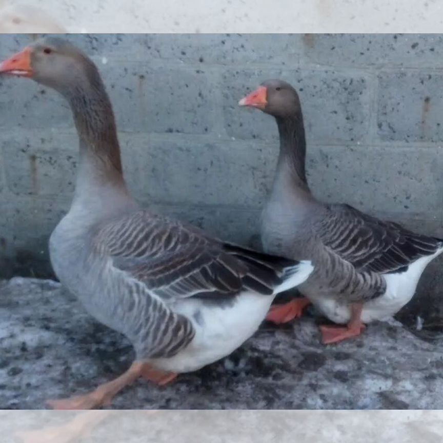 Домашняя птица