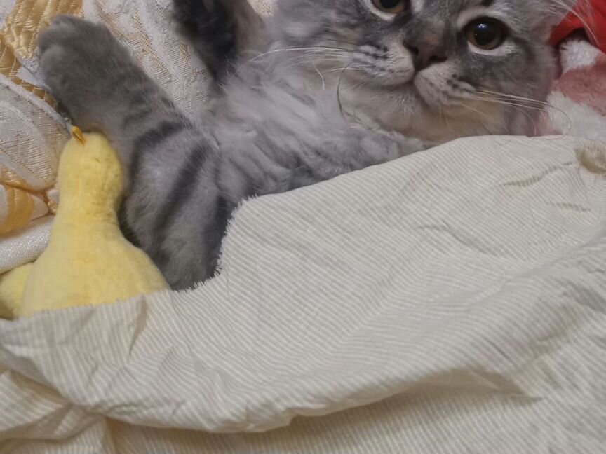 Британская длинношерстеная кот (Хайлендер)