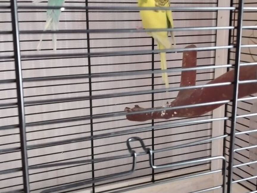 Волнистые попугаи