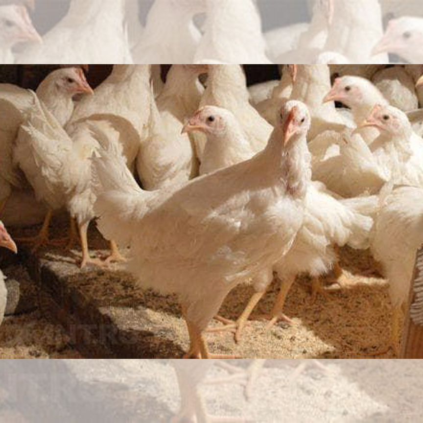 Куры молодки несушки декалб