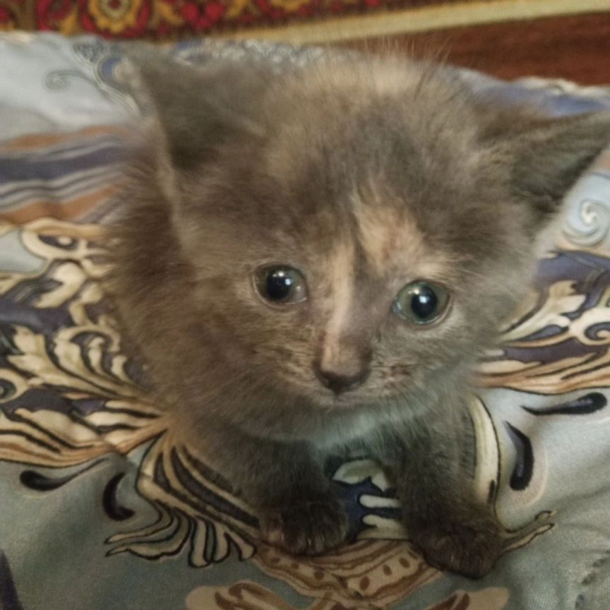 Кроха 1 мес