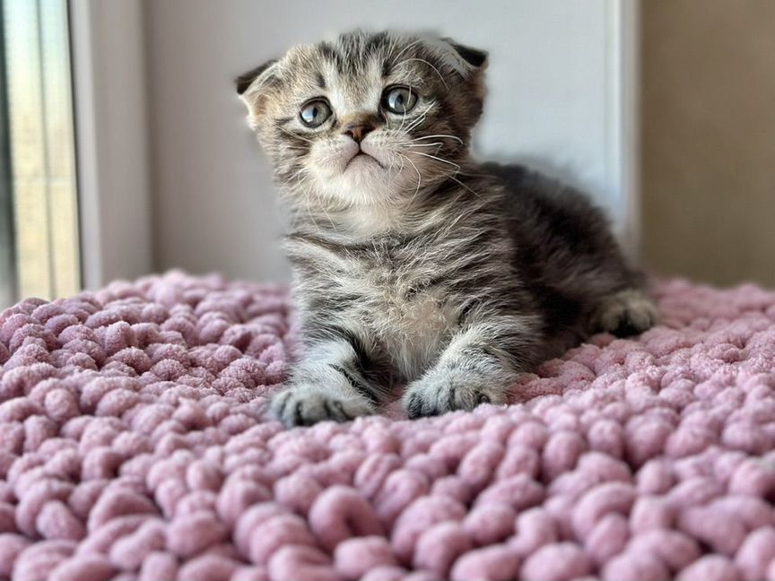 Котик вислоухий скоттиш фолд мраморный SFS n22