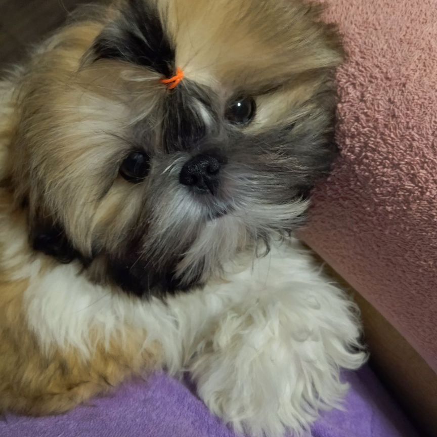 Продам собачку